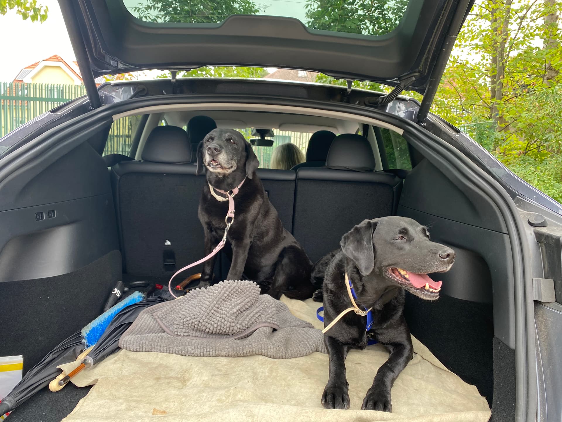 Model Y und Hund - #751 von MiWe - Model Y Allgemeines - TFF Forum ...